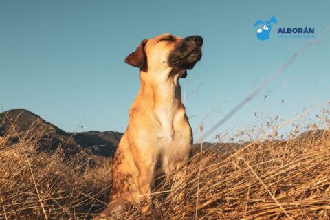 ¿Qué hacer si tu perro se clava una espiga?